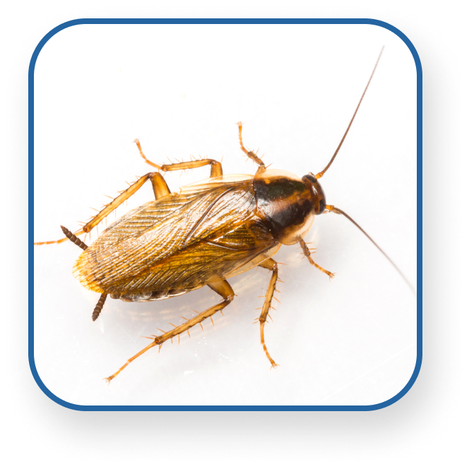 Cockroaches In California | Simple Pest Management