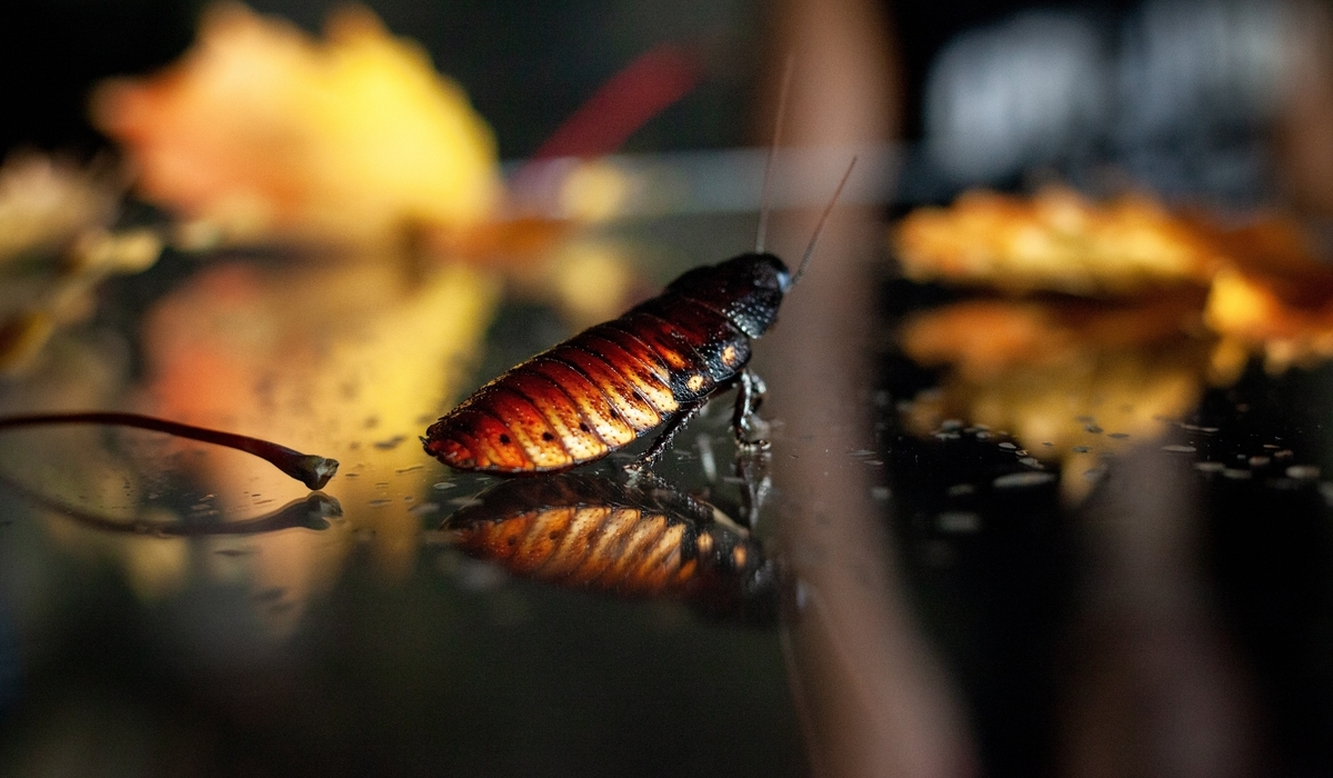 Cockroaches In California | Simple Pest Management