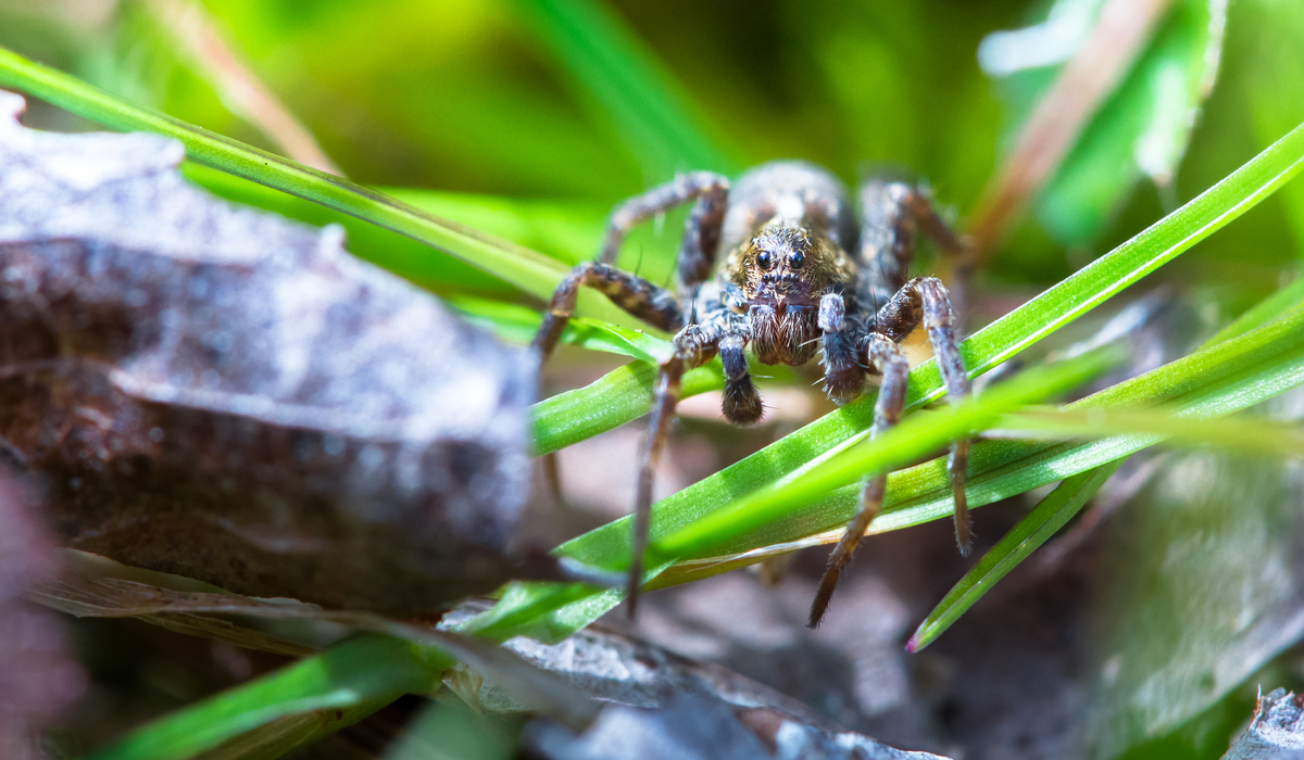 Common Spiders In Sacramento, CA | Simple Pest Management