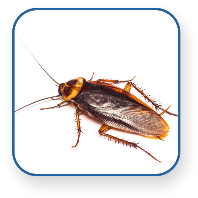 Cockroaches In California | Simple Pest Management