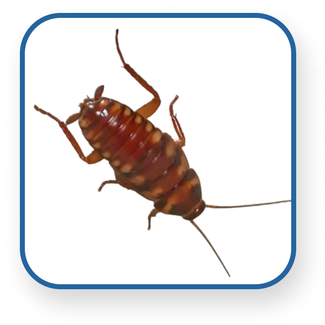 Cockroaches In California | Simple Pest Management