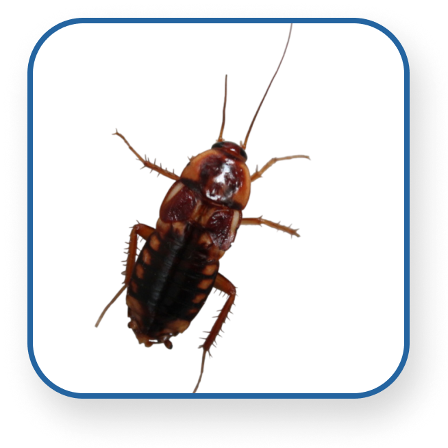 Cockroaches In California | Simple Pest Management