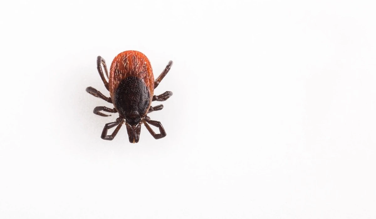 Tick Fact Sheet | Simple Pest Management
