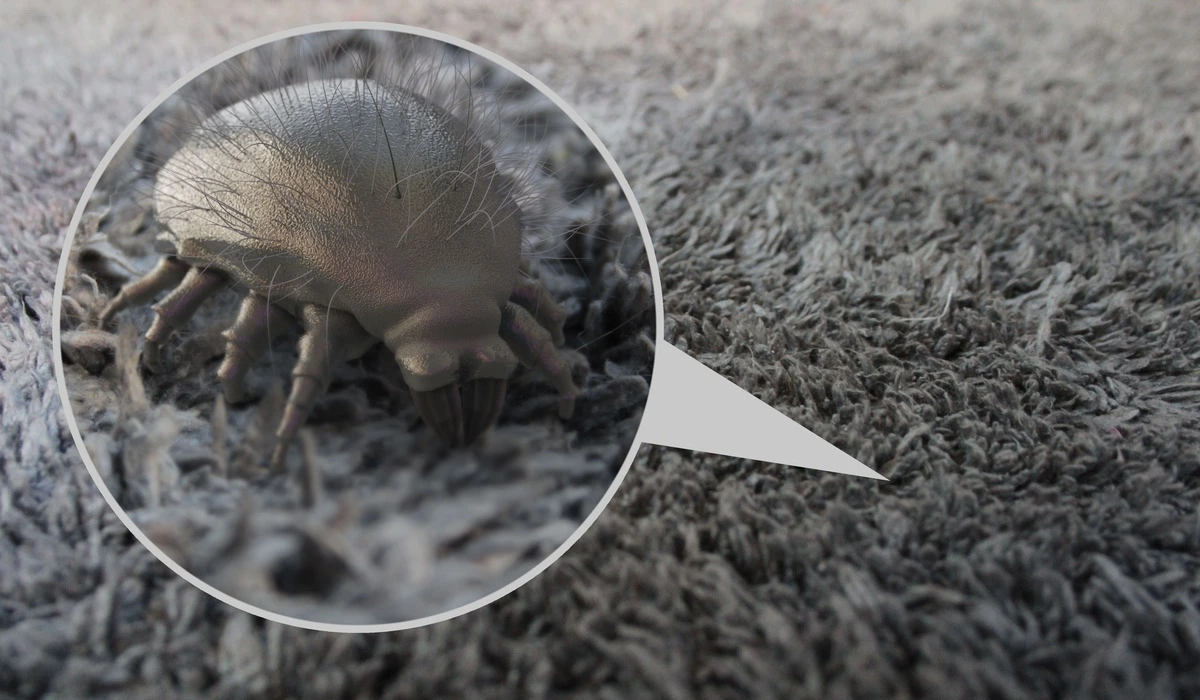 Dust Mite Fact Sheet | Simple Pest Management