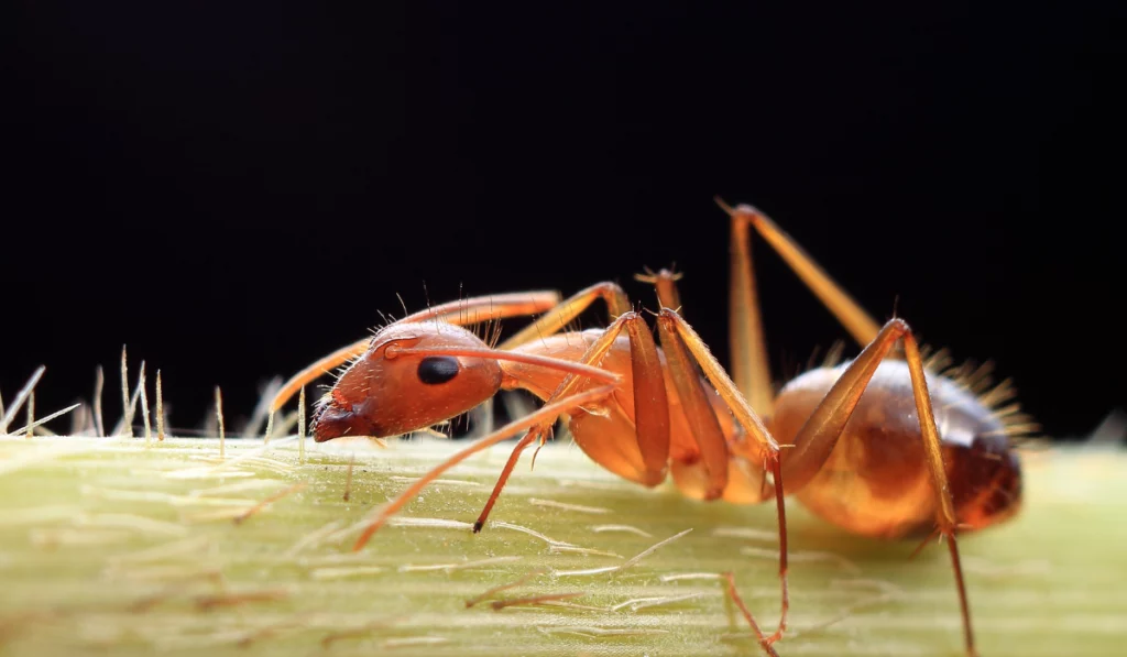 Are Ant Bites Venomous? Here’s What To Know | Simple Pest Management