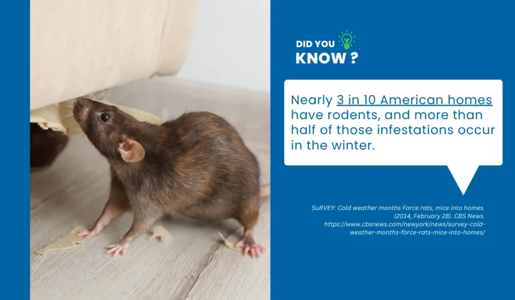 10 Tips For Keeping Rodents Out Of Your House During A California ...
