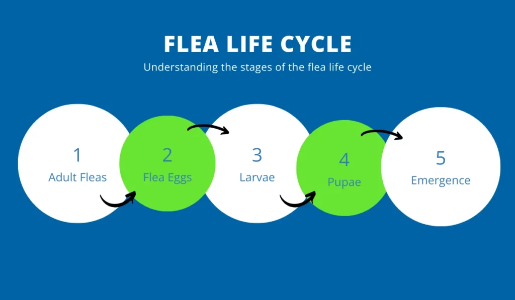 When Is Flea Season In San Diego? | Simple Pest Management