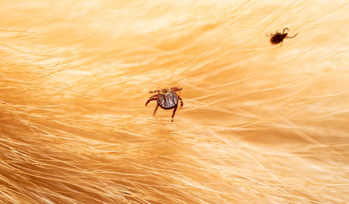 When Is Flea Season In San Diego? | Simple Pest Management