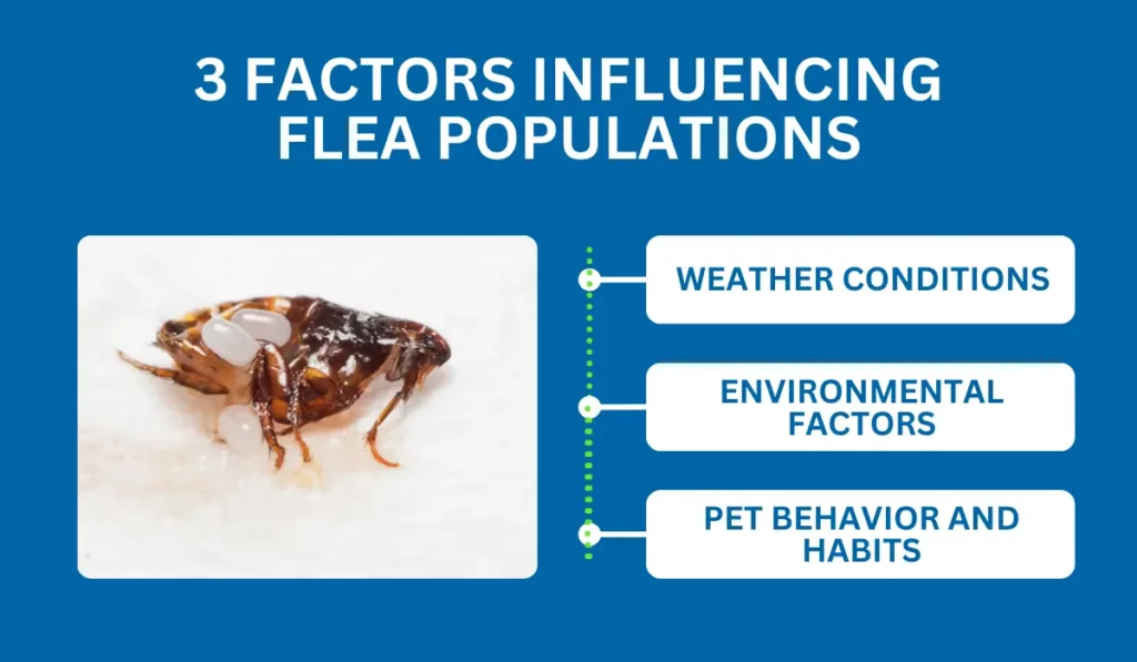 When Is Flea Season In Sacramento, CA? | Simple Pest Management