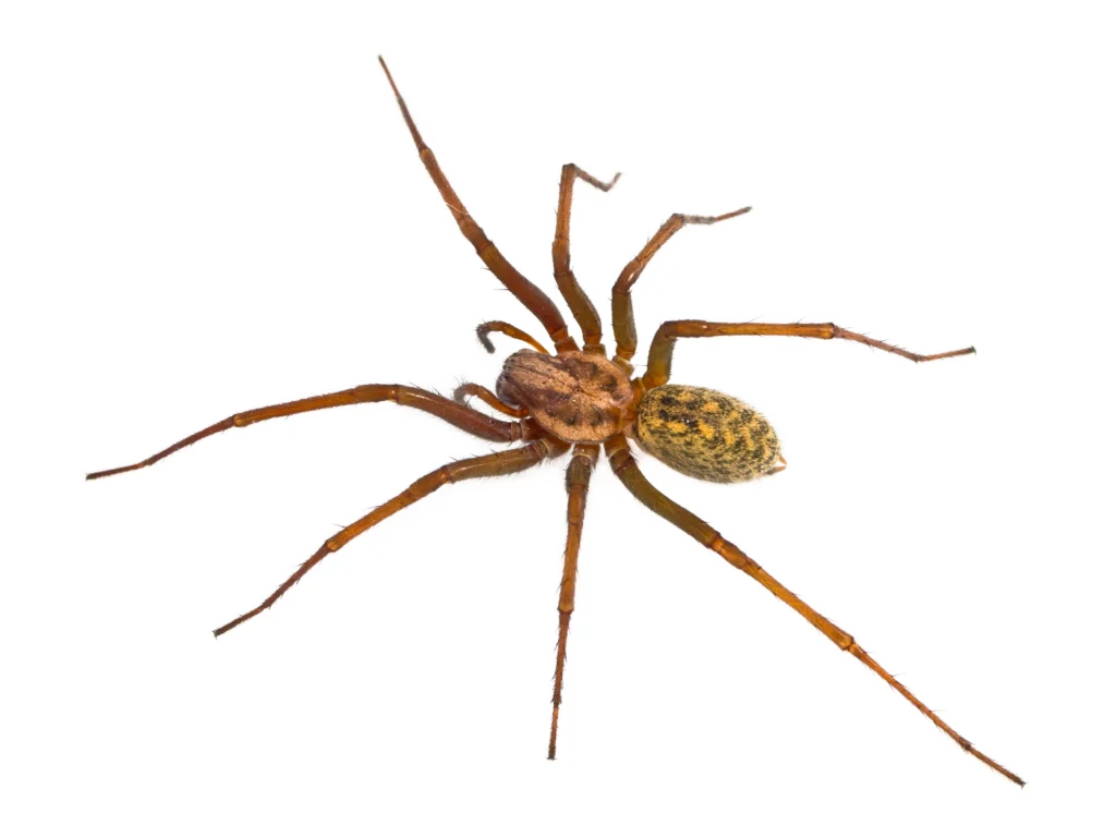 Are There Brown Recluse Spiders In Southern California? | Simple Pest ...