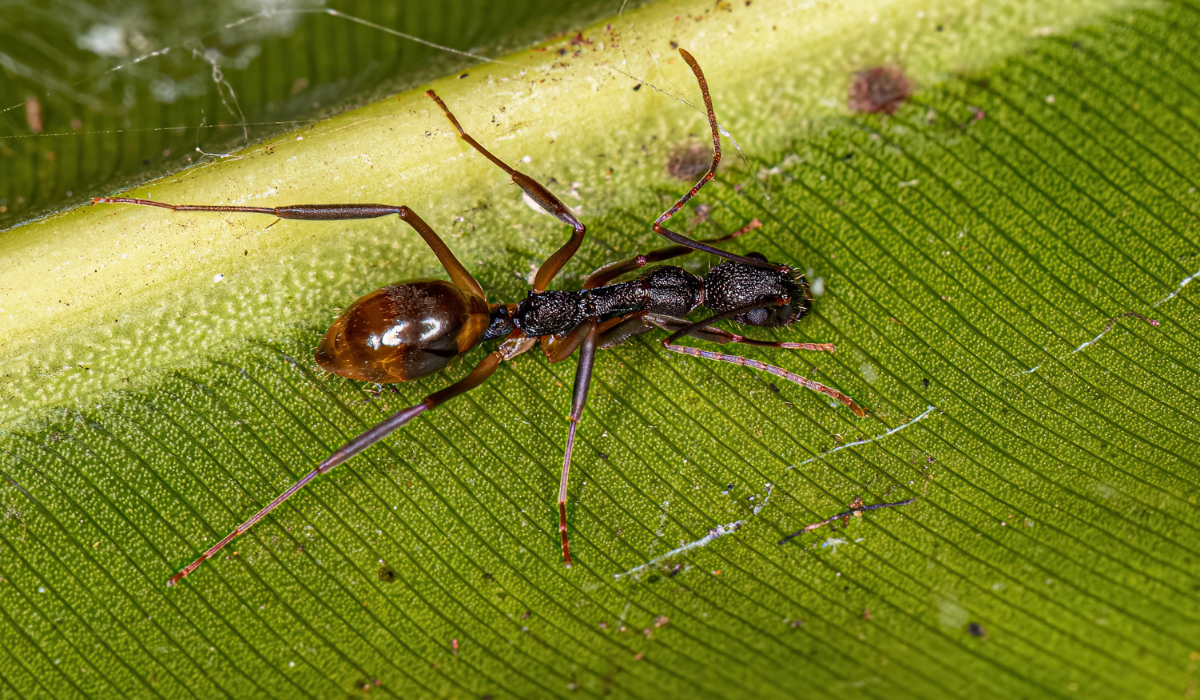 How To Get Rid Of Ants In Your San Diego Kitchen | Simple Pest Management