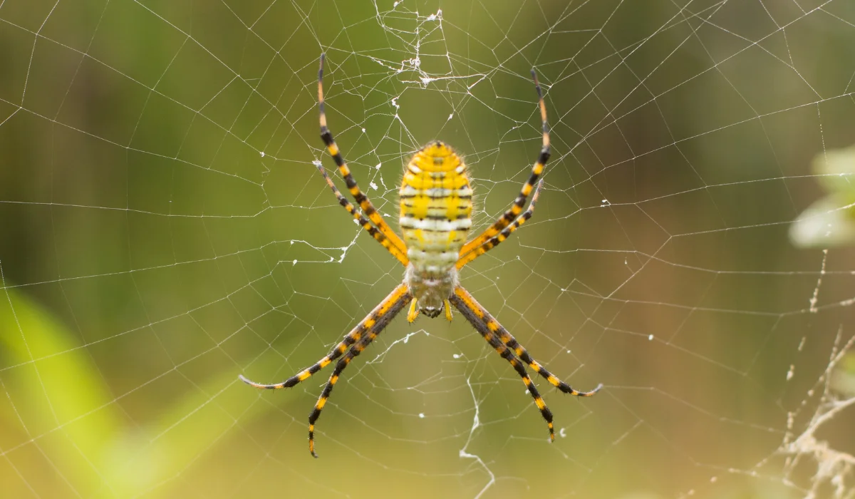 The Most Common Spiders In California | Simple Pest Management
