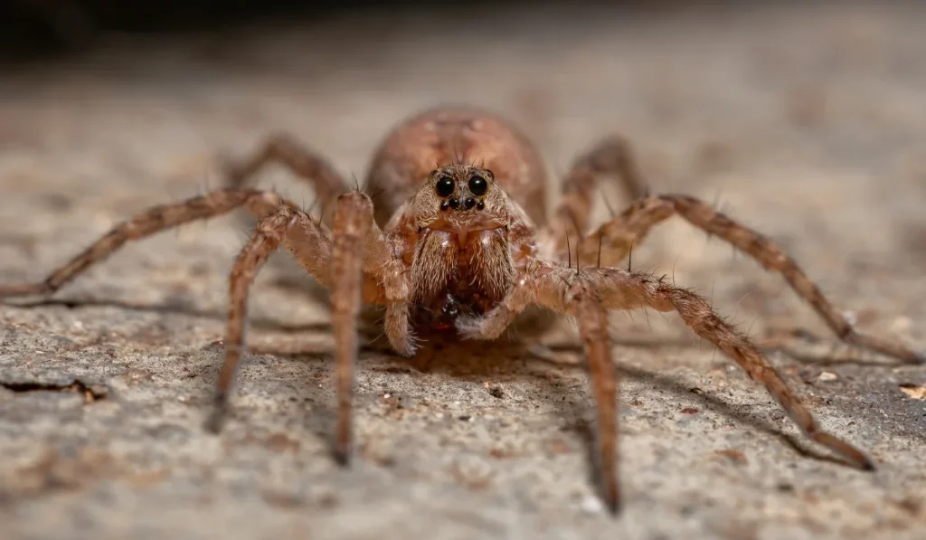 The Most Common Spiders In California | Simple Pest Management