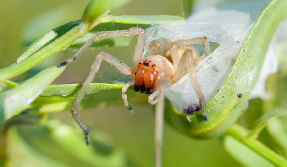 The Complete List Of Poisonous Spiders In California | Simple Pest ...