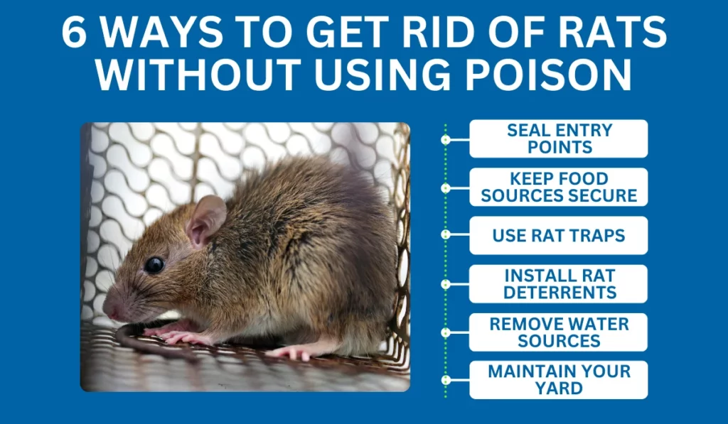 6 Ways to Get Rid of Rats Without Using Poison | Simple Pest Management