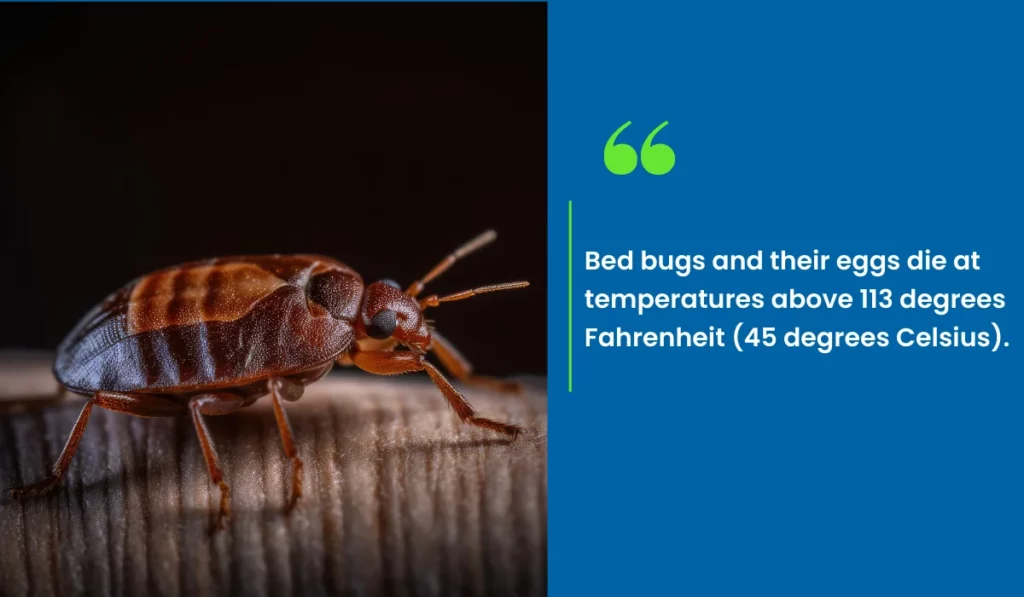 What Temperature Kills Bed Bugs? | Simple Pest Management