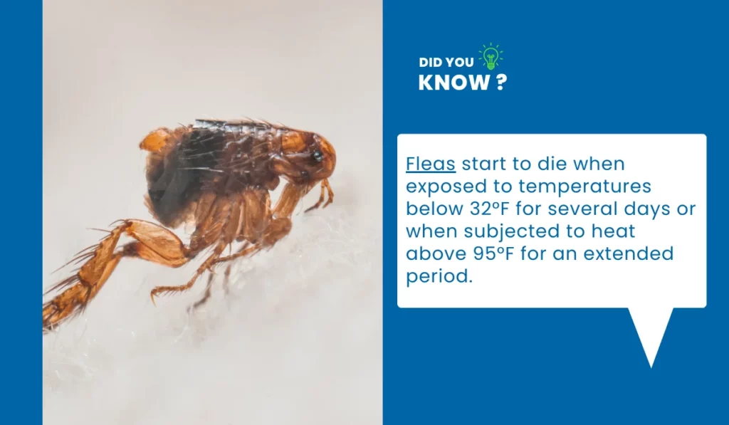 What Temperature Kills Fleas? | Simple Pest Management