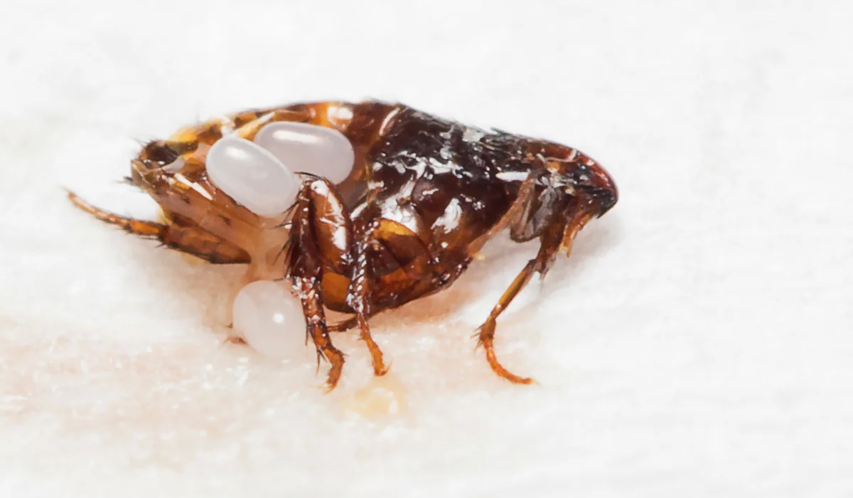 What Temperature Kills Fleas? | Simple Pest Management