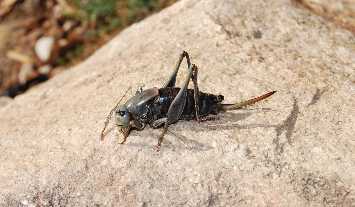 How to Get Rid of Mormon Crickets in California | Simple Pest Management