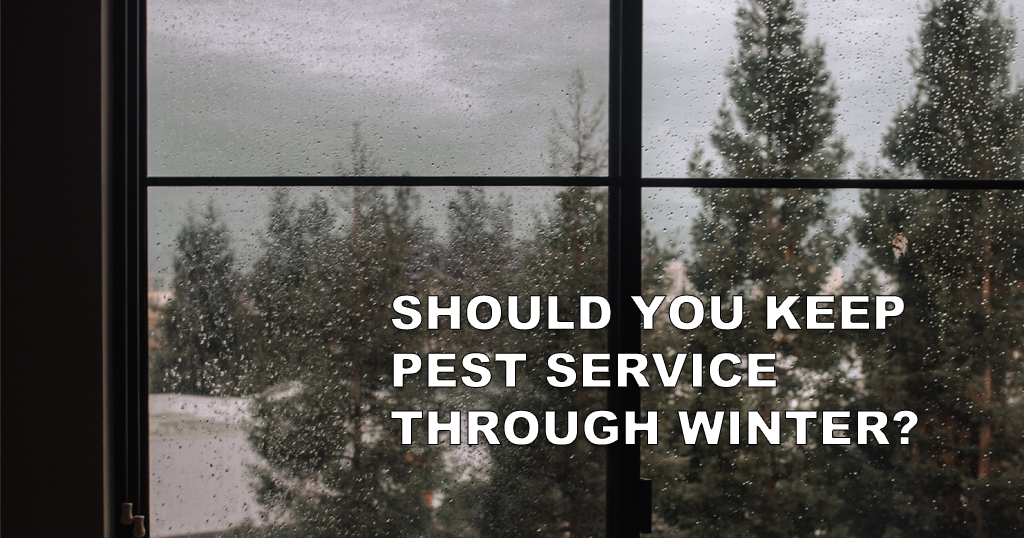 Why Should You Keep Pest Service through Winter? | Simple Pest Management