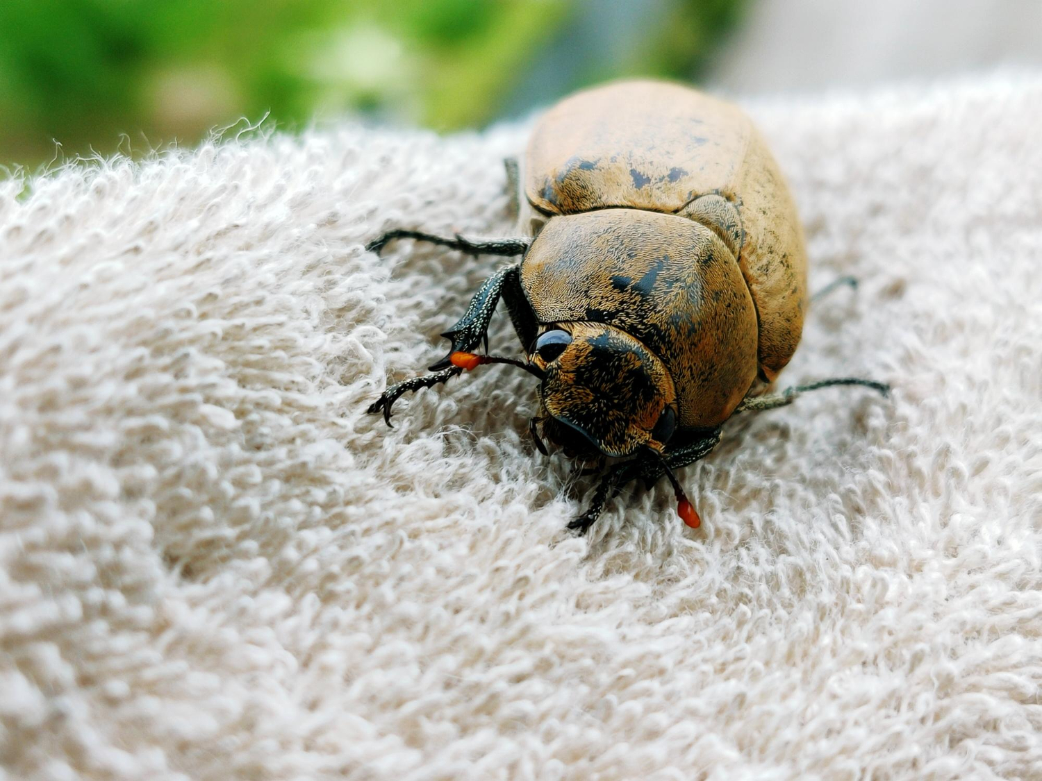 Carpet Beetle Control Service in California | Simple Pest Management