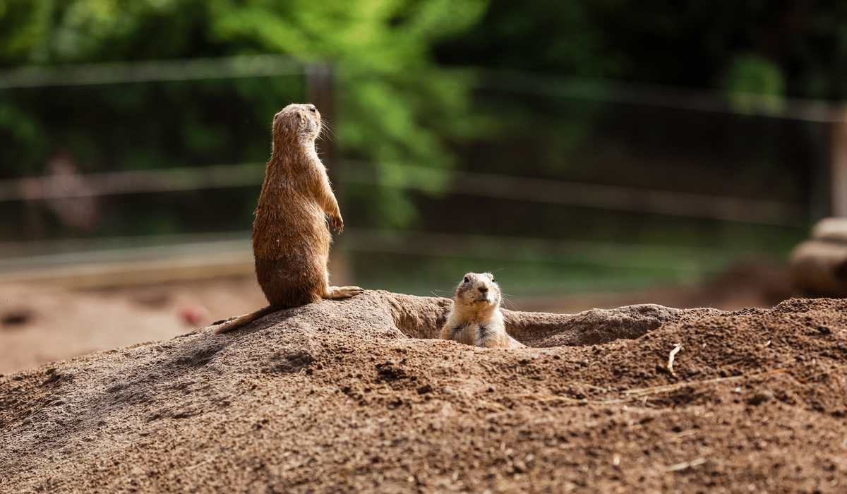 Gophers in California (and What to Do About Them) | Simple Pest Management