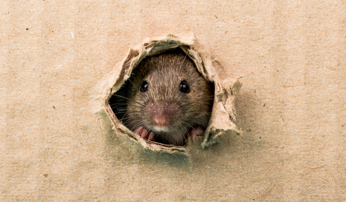 How Rats Are Getting in Your House & What You Can Do About It | Simple ...
