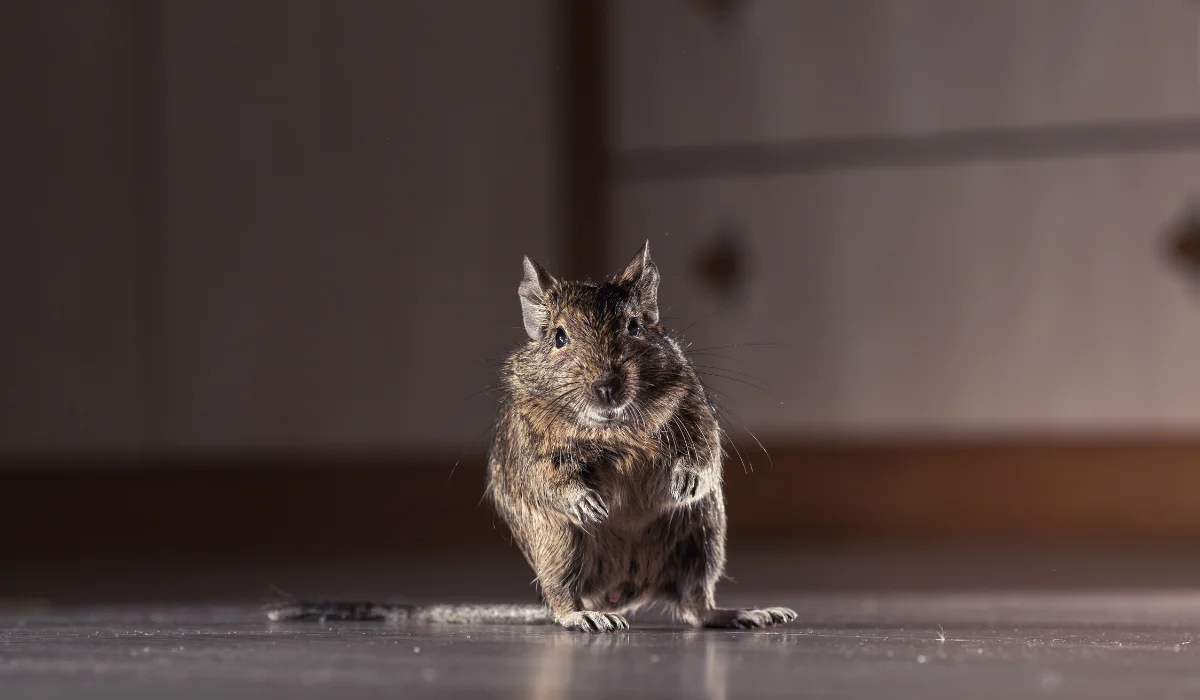 Know Your Tenant Right in California: Mice and Rats | Simple Pest ...