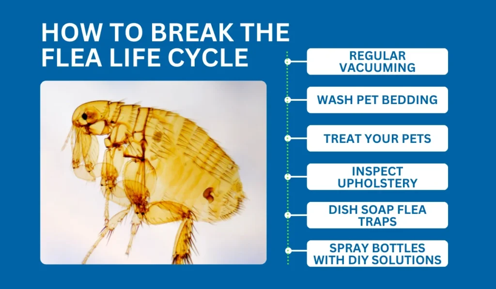 Is Bleach an Effective Flea-Killer? | Simple Pest Management