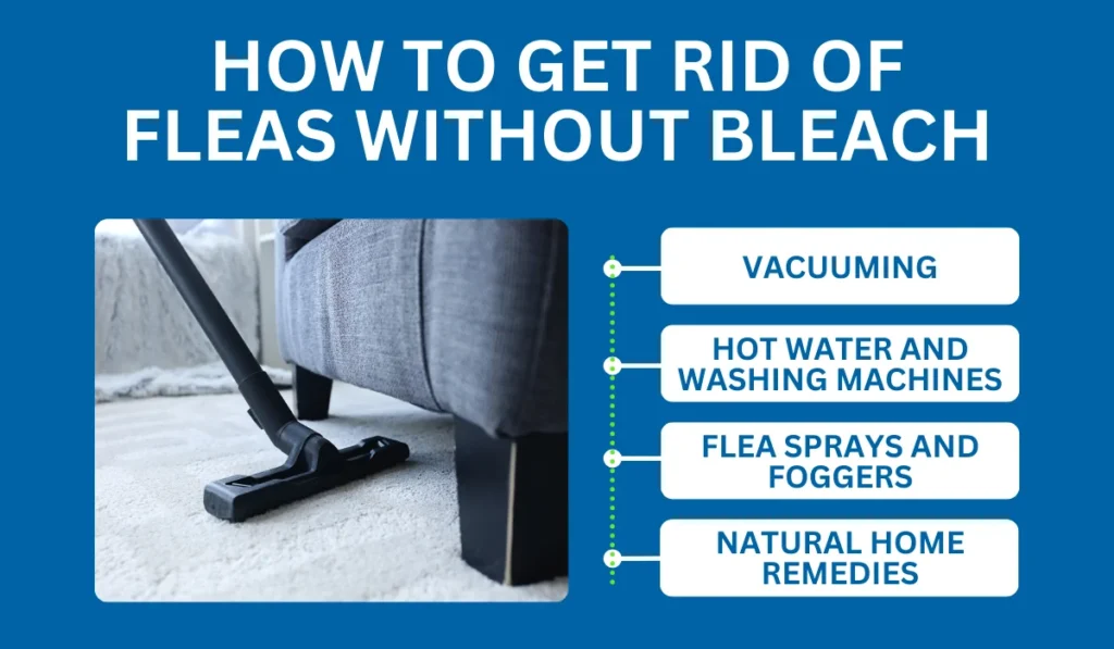 Is Bleach an Effective Flea-Killer? | Simple Pest Management