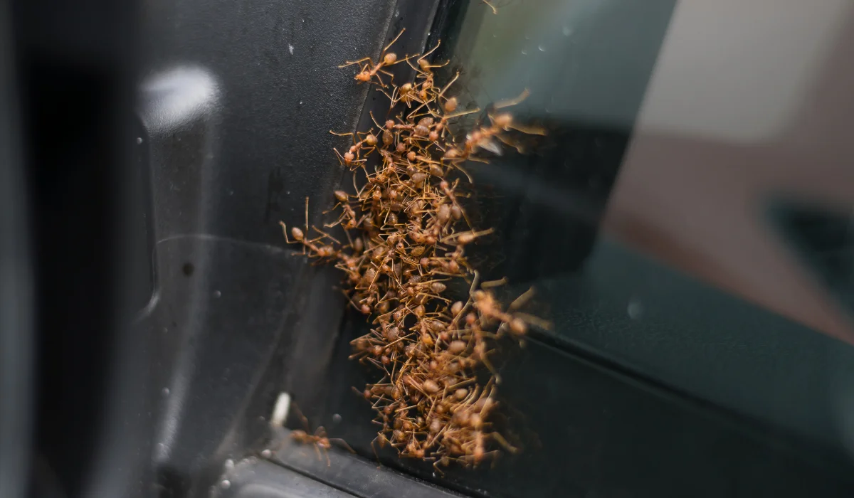 5 Tips for Getting Rid of Ants in Your Car | Simple Pest Management