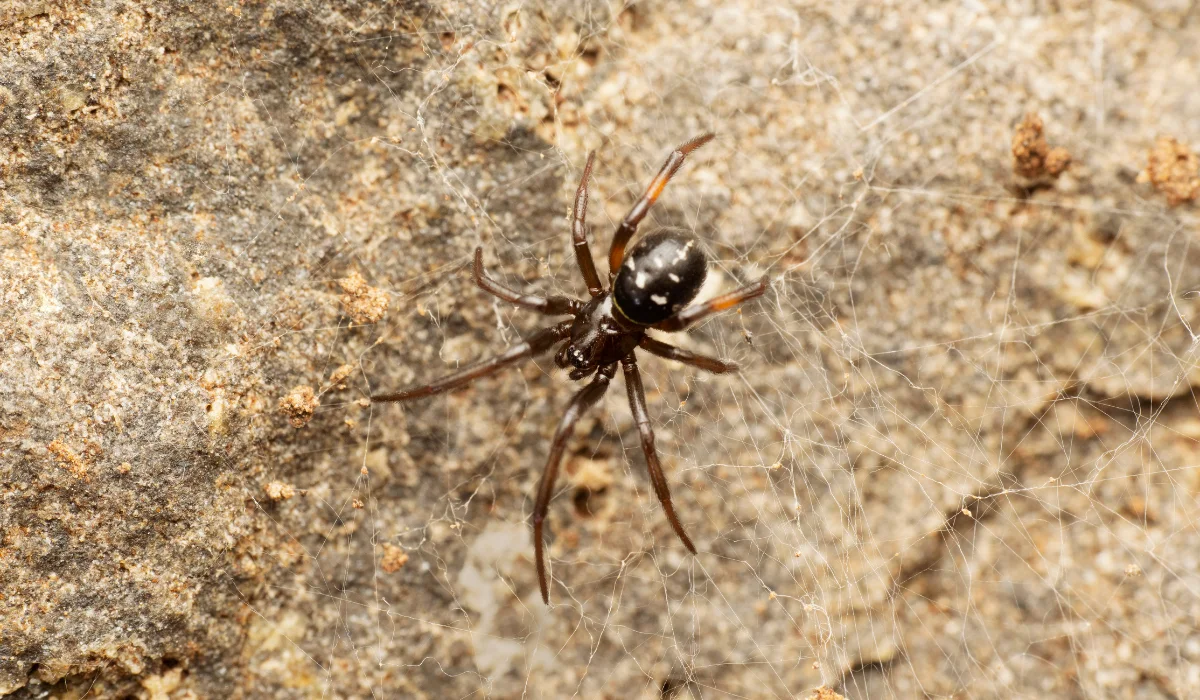 Spiders That Look Like Black Widows in California: What to Know ...